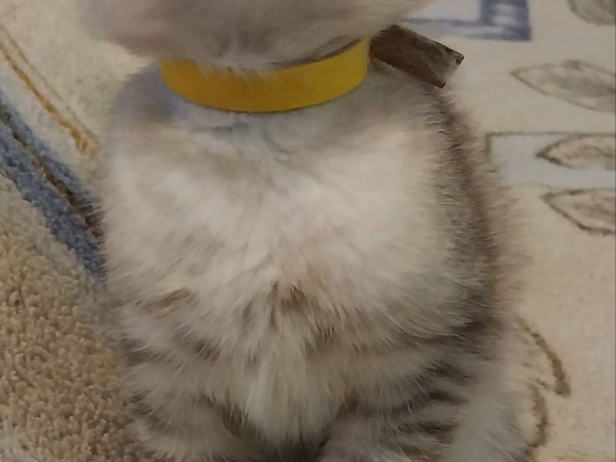 Шотландская вислоухая кошка