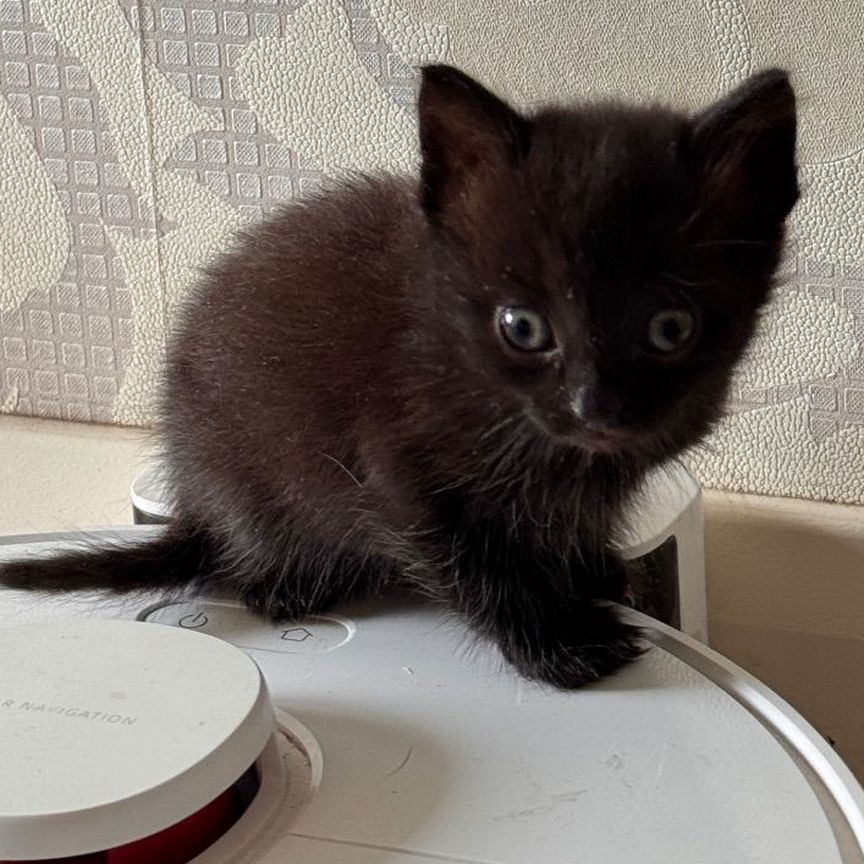 Котёнок в добрые руки