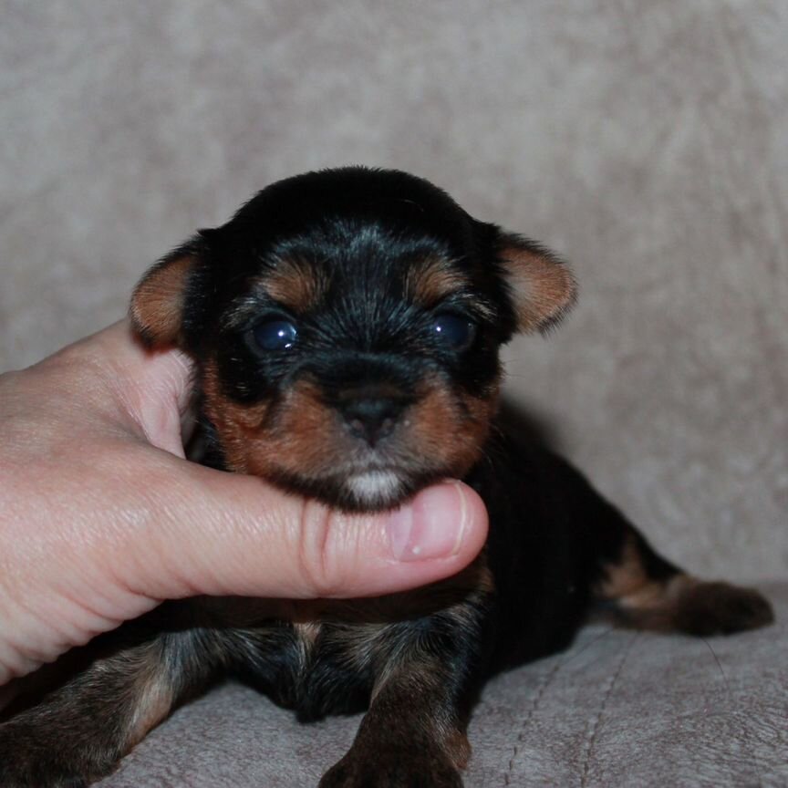 Девочки йоркширского терьера