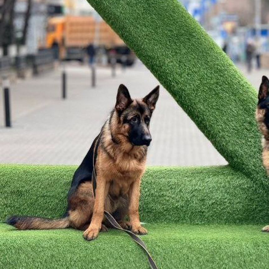 Немецкая овчарка