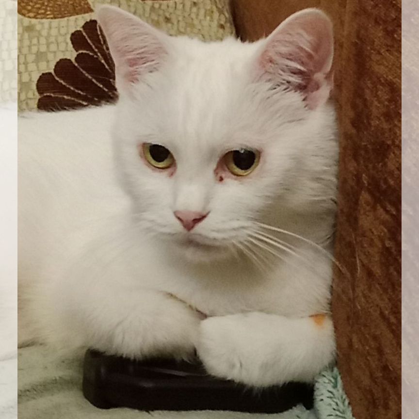 Кот, турецкая ангора