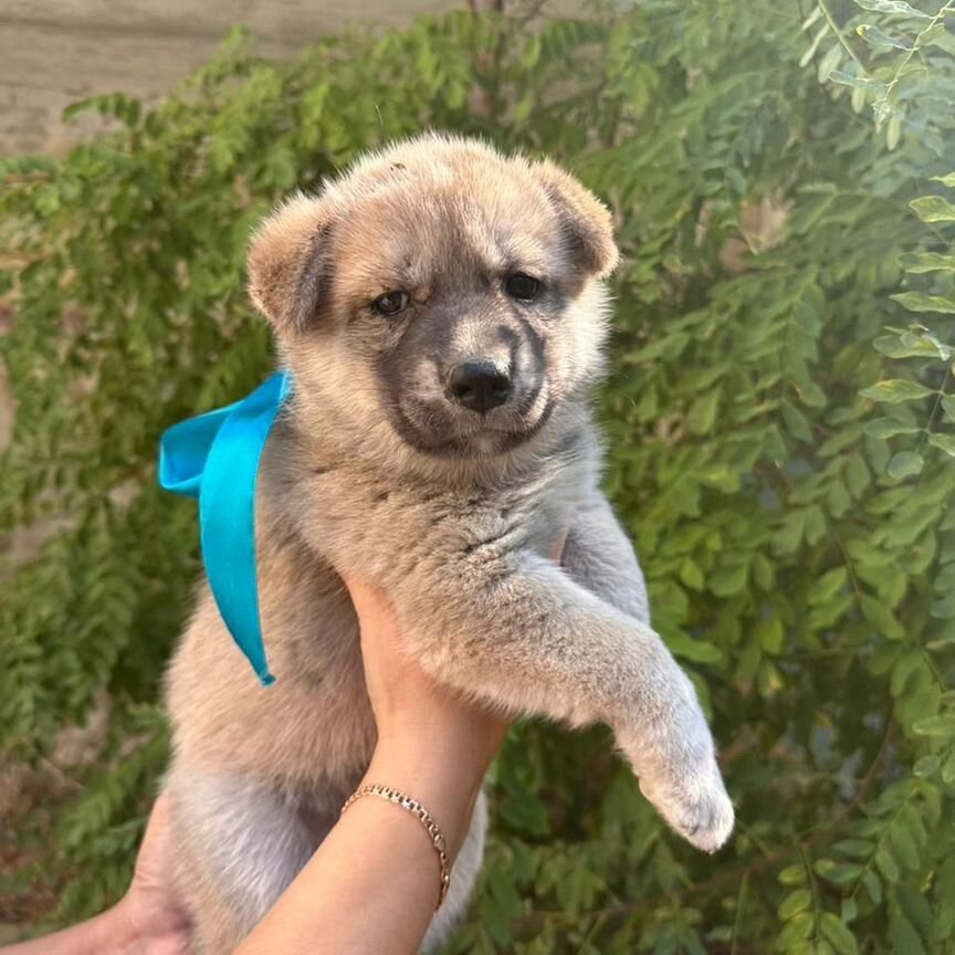 Щеночки в добрые ручки