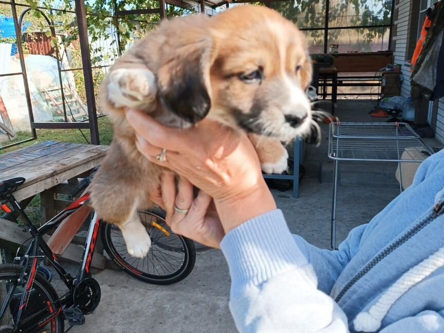 Щенок, мальчик