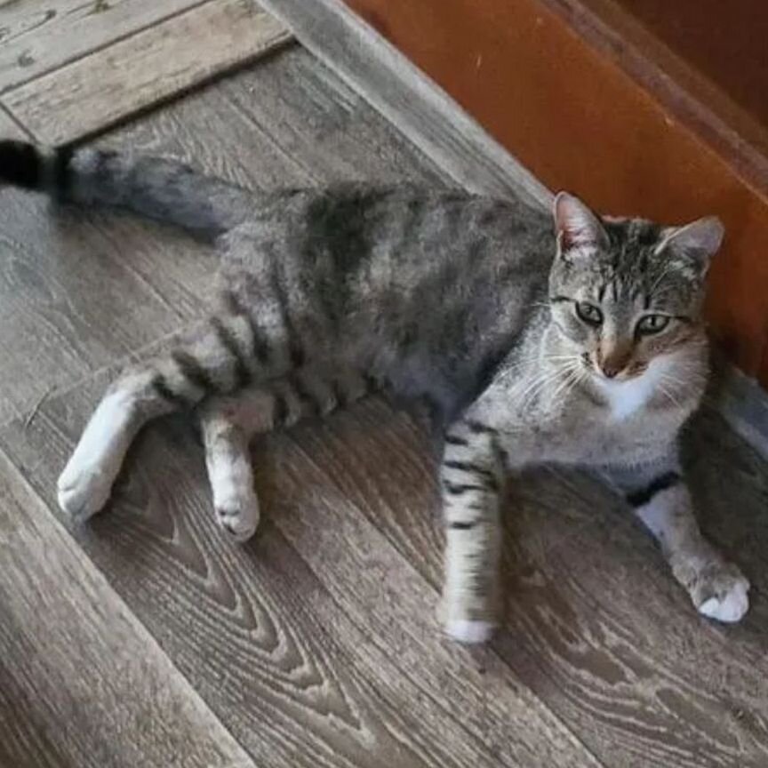 Котик в добрые руки