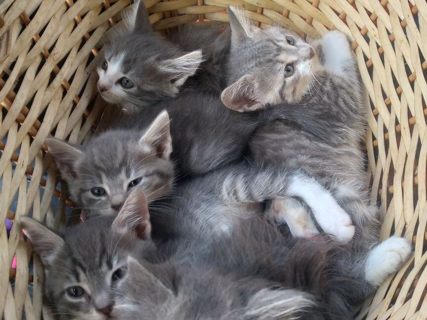 Шотландская ушастая