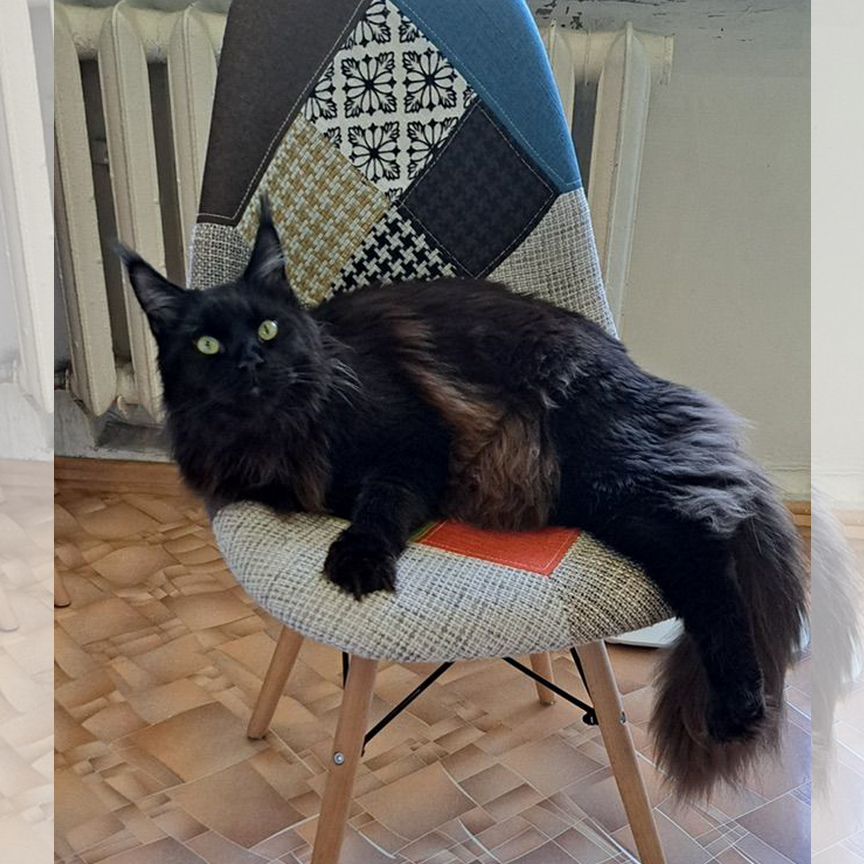 Кот мэйн кун