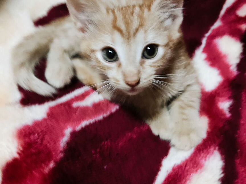 Рыжий котенок породы Шартез бесплатно