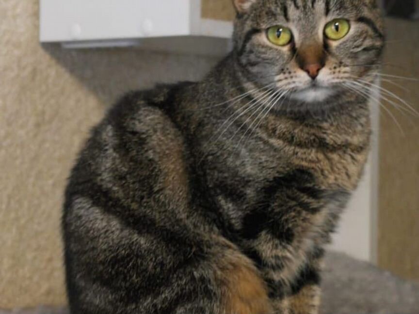 Кошки бесплатно