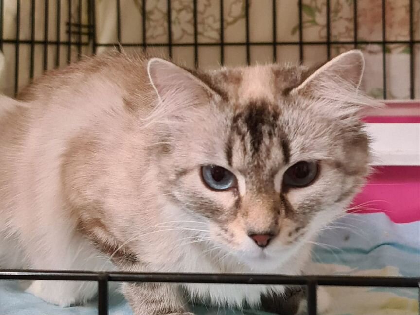 Кошечка невская маскарадная