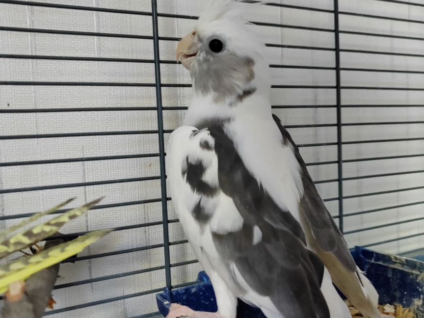 Корелла говорящий