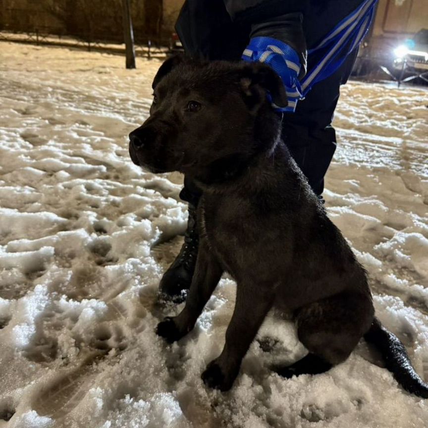 Отдам собаку в добрые руки