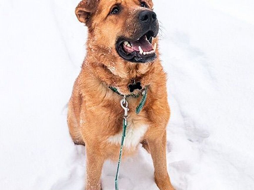 Пёс в ожидании чуда