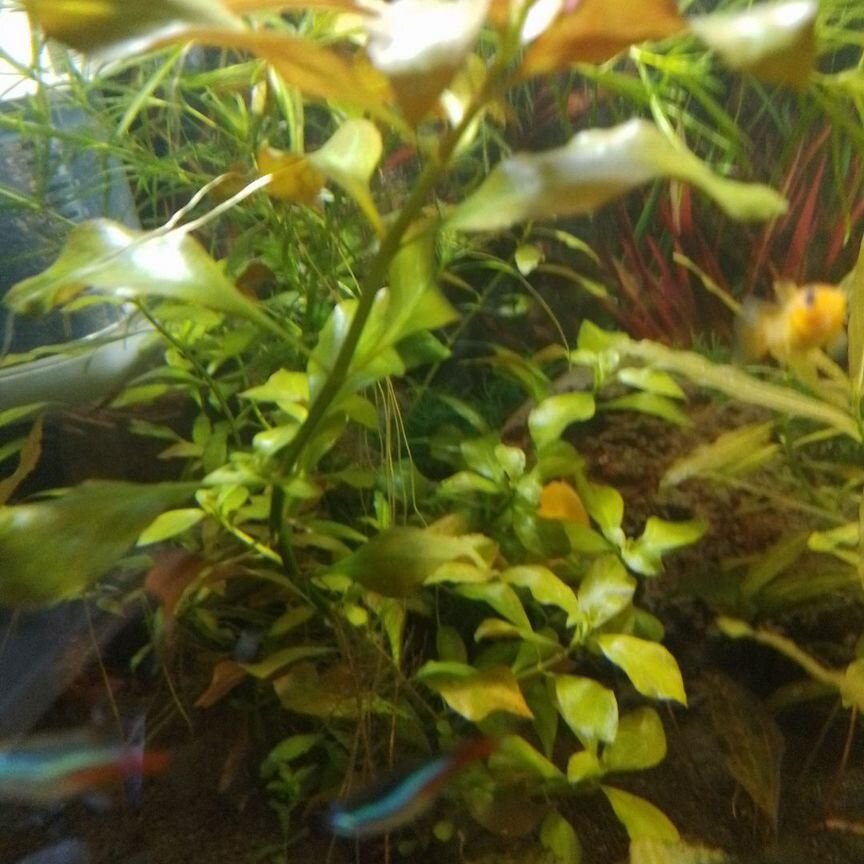 Аквариумное растение