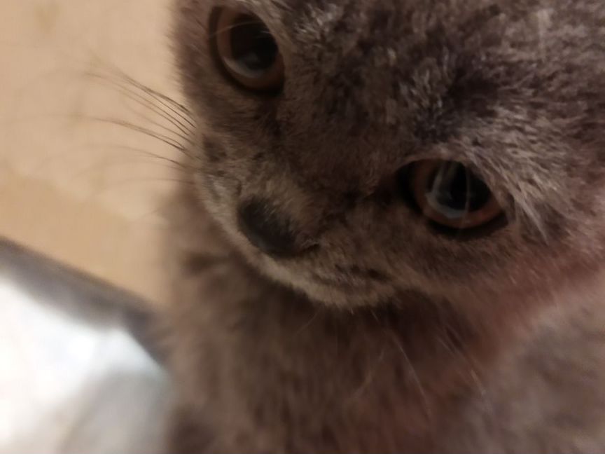 Полу британец, отдам в добрые руки, кошечку