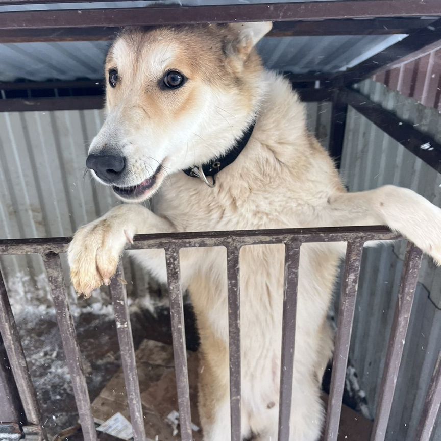 Прам зсл лайку