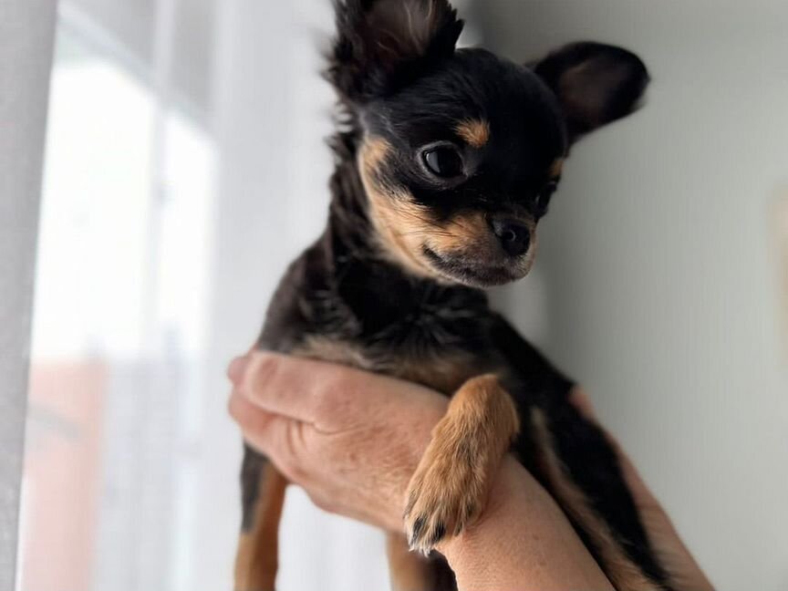 Чихуахуа мини кобель щенок