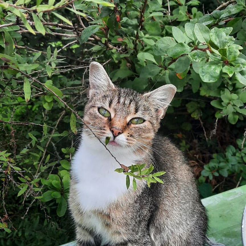 Кошка ищет дом и заболтивых хозяев