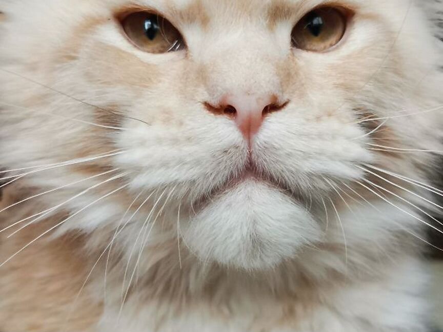 Котята мейн-кун