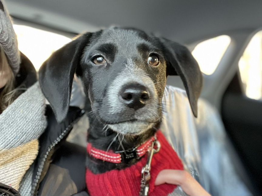 Щенок курцхара в добрые руки бесплатно