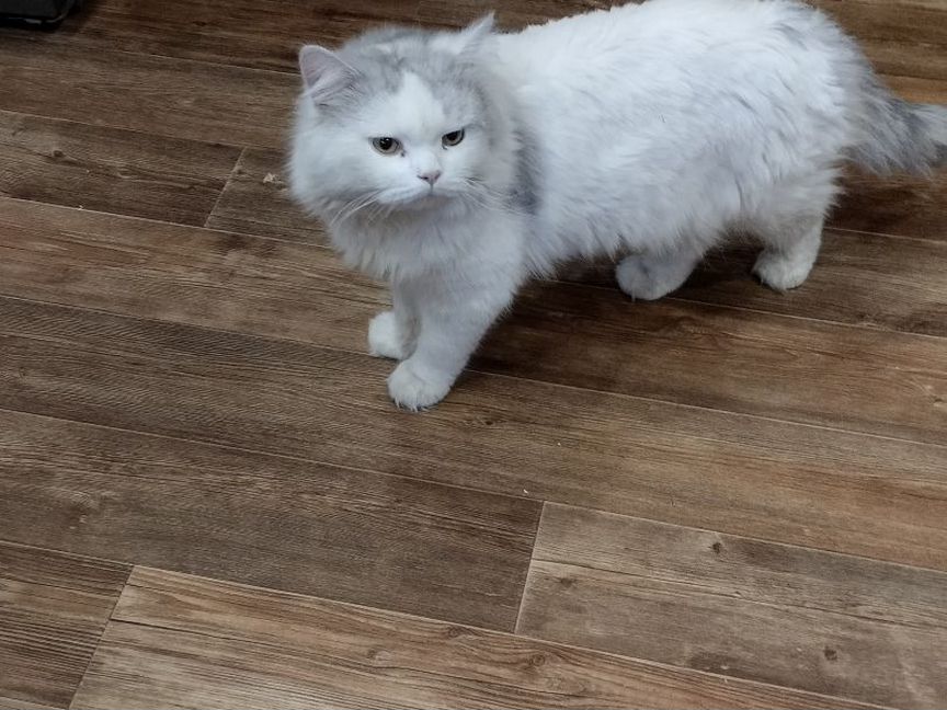 Шотландский котик в дар