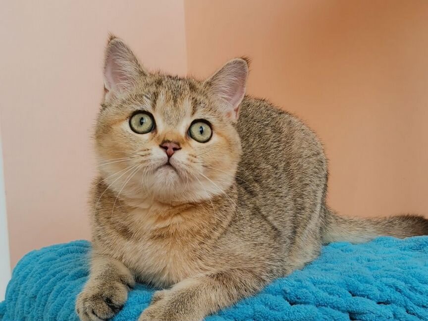 Очаровательная Бусинка в поисках котомамы