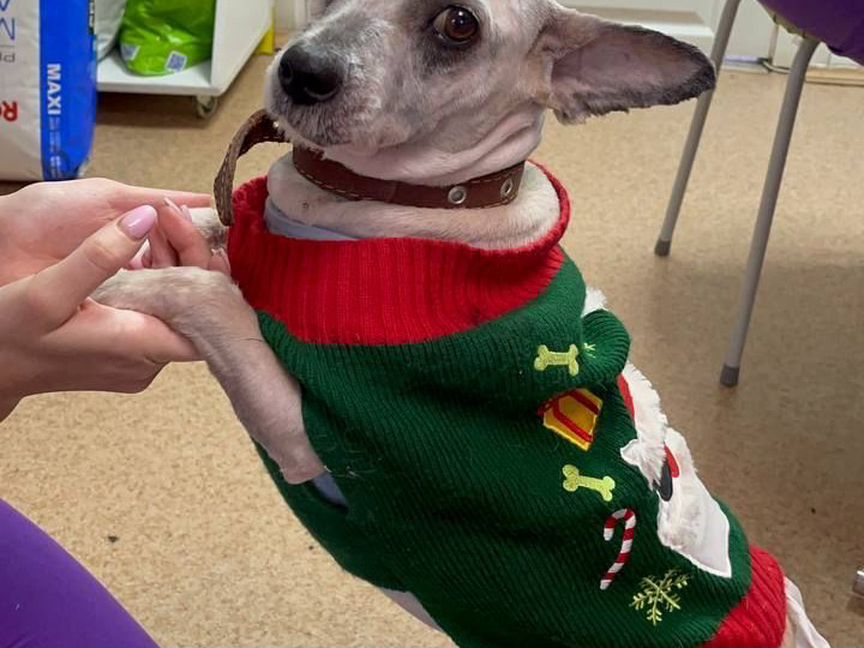 Собачка Пуговка в добрые руки