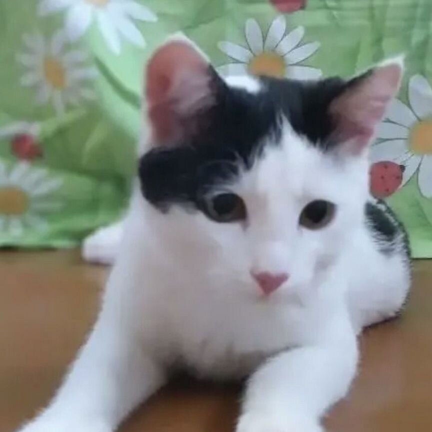 Котёнок в добрые руки