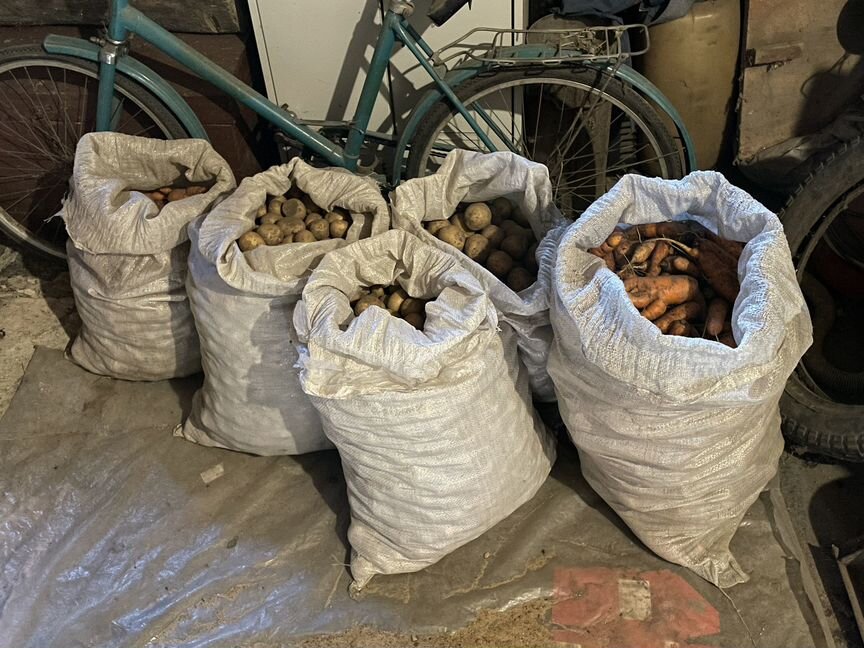 Картофель мелкий и морковь на корм скоту