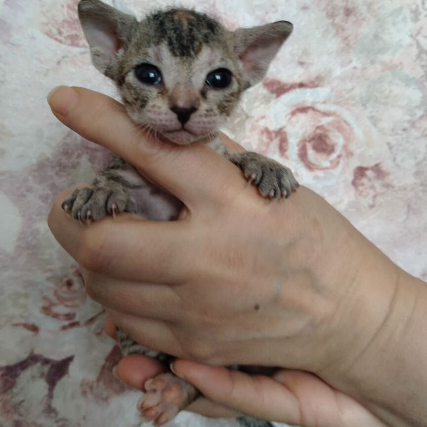 Канадский сфинкс котёнок