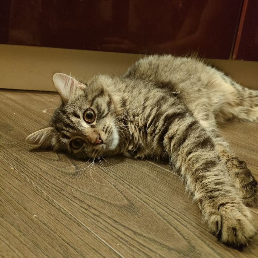 Котики