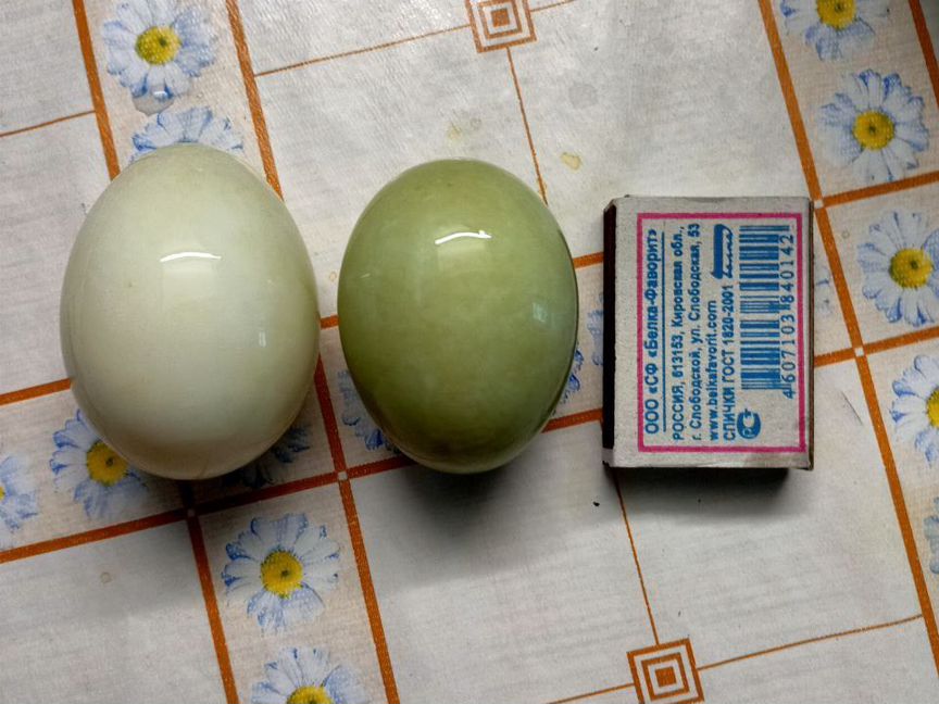 Утиные яйца на еду