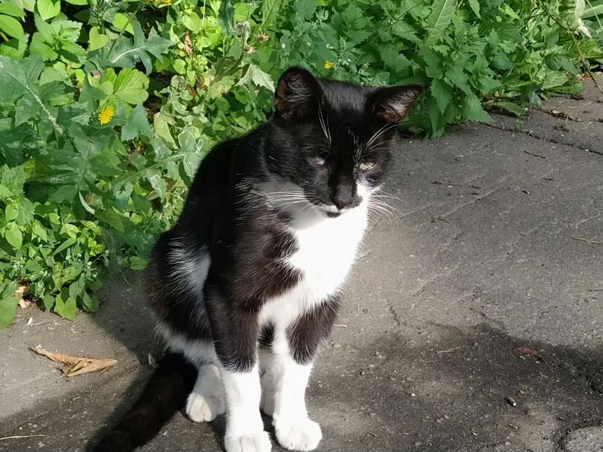 Котик 1 год в дар