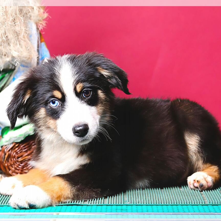 Австралийская овчарка, щенок