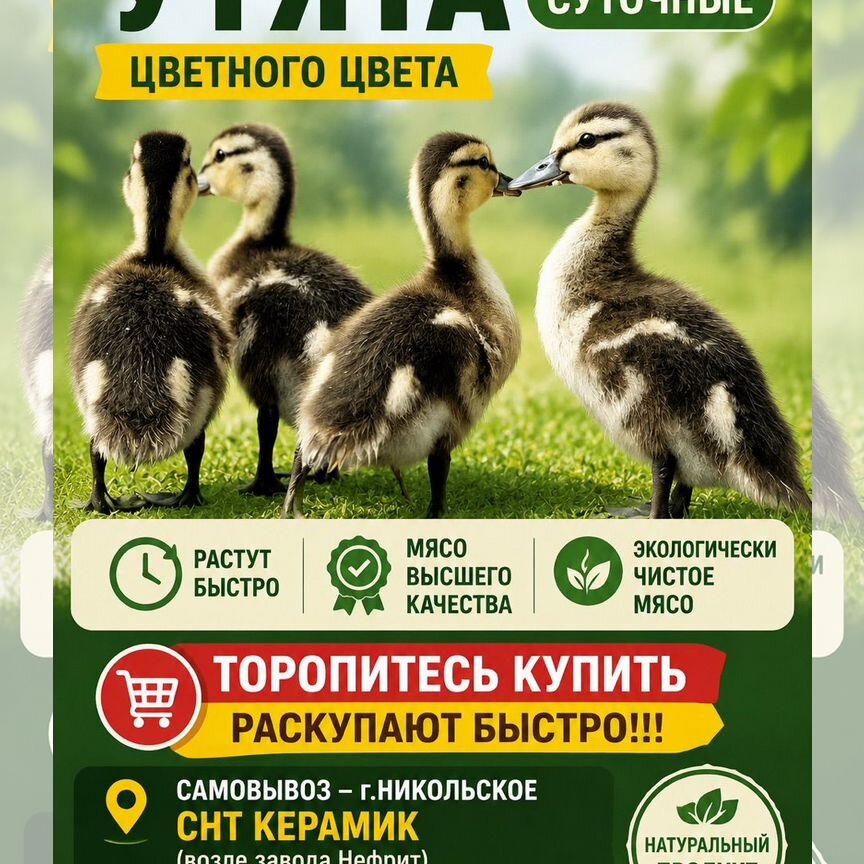 Суточные башкирские утята
