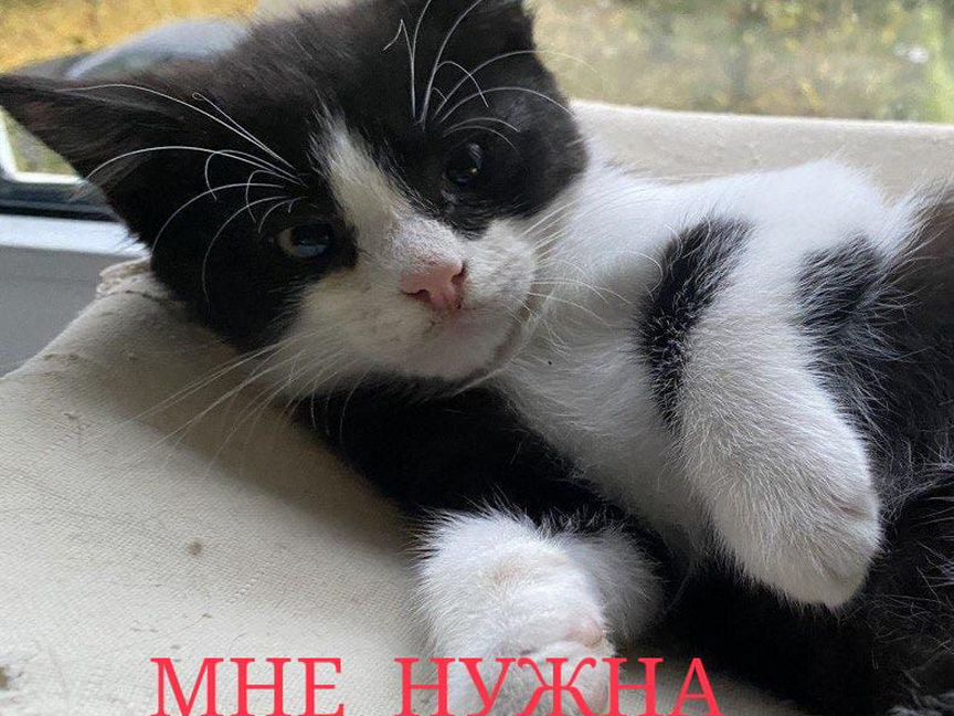 Котёнок швепс, мальчик, 2.7 мес.черно-белого окрас