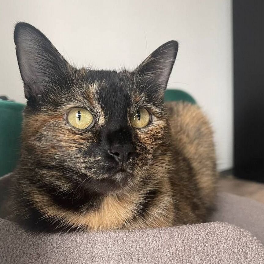 Идеальную кошку вернули в приют