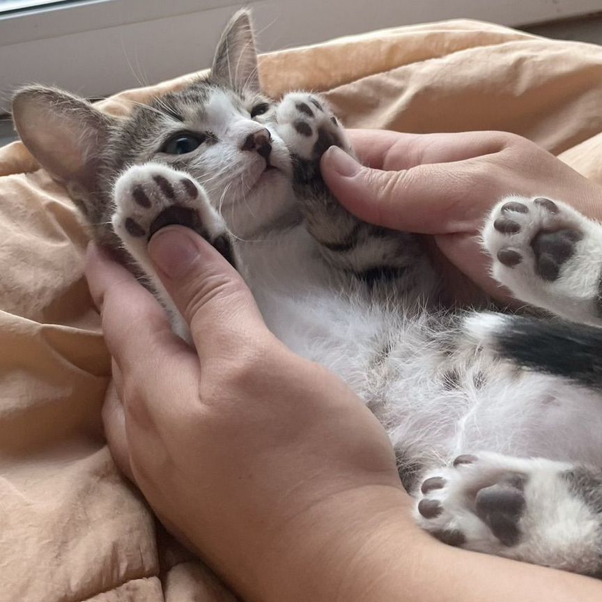 Котенок девочка 2 месяца