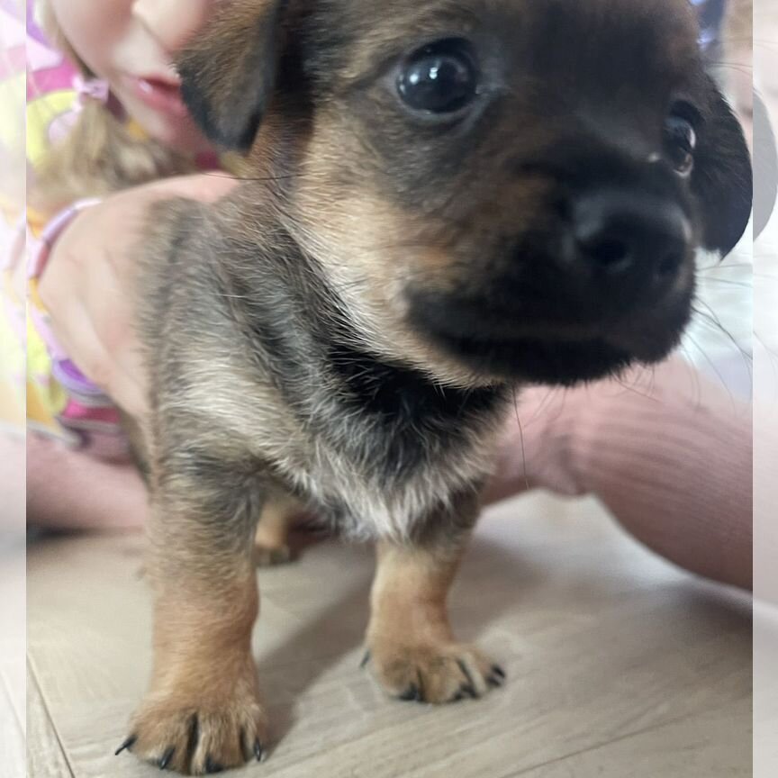 Карликовый пинчер