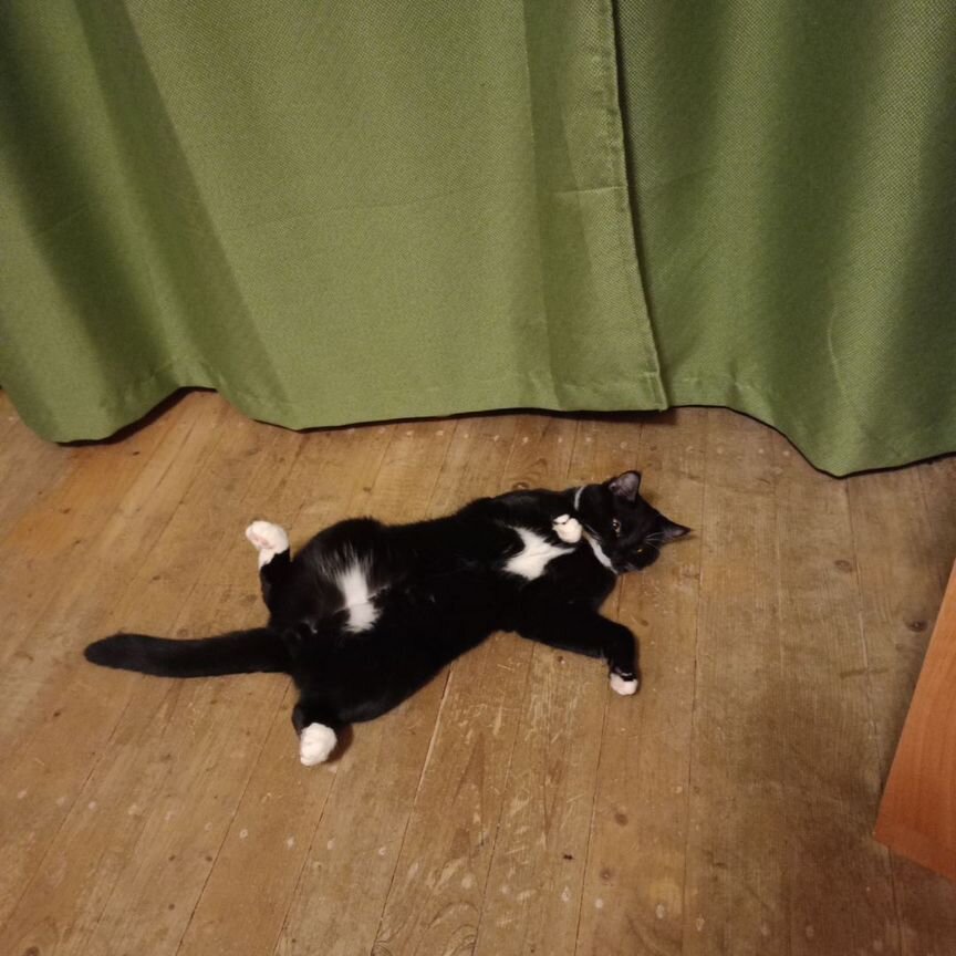 Отдам кота в добрые руки бесплатно