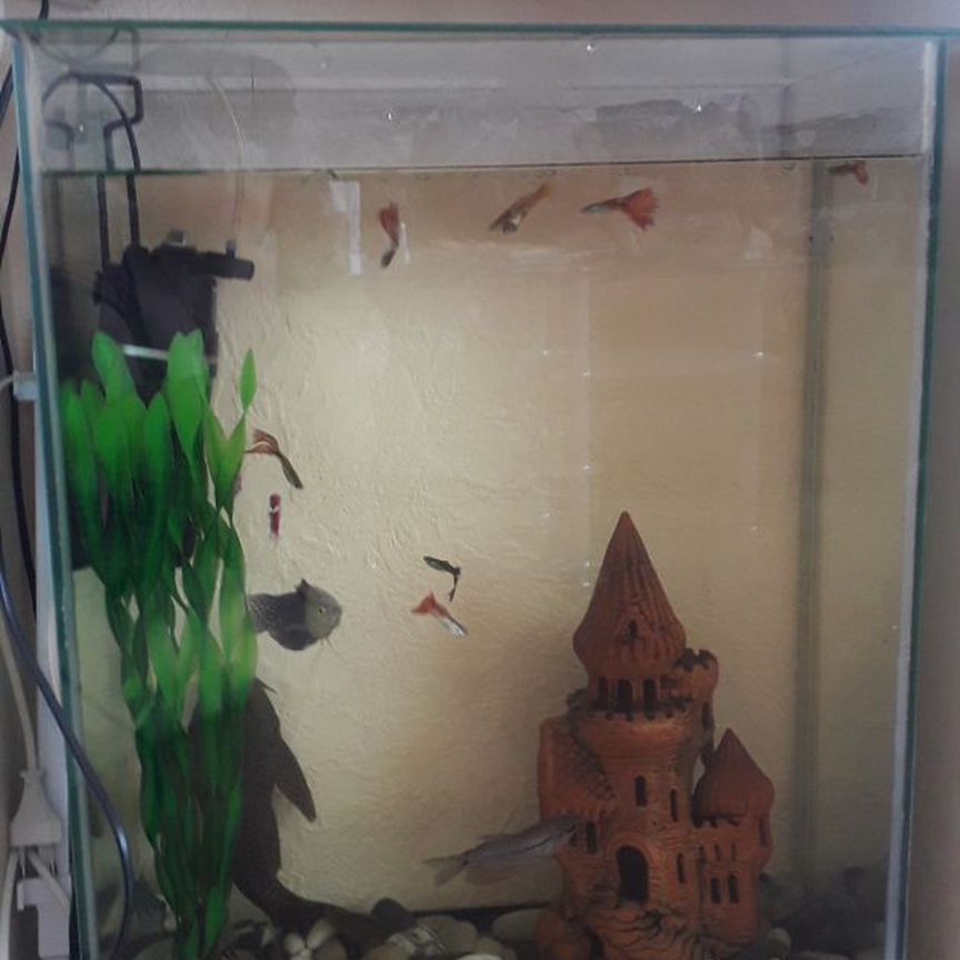 Аквариум