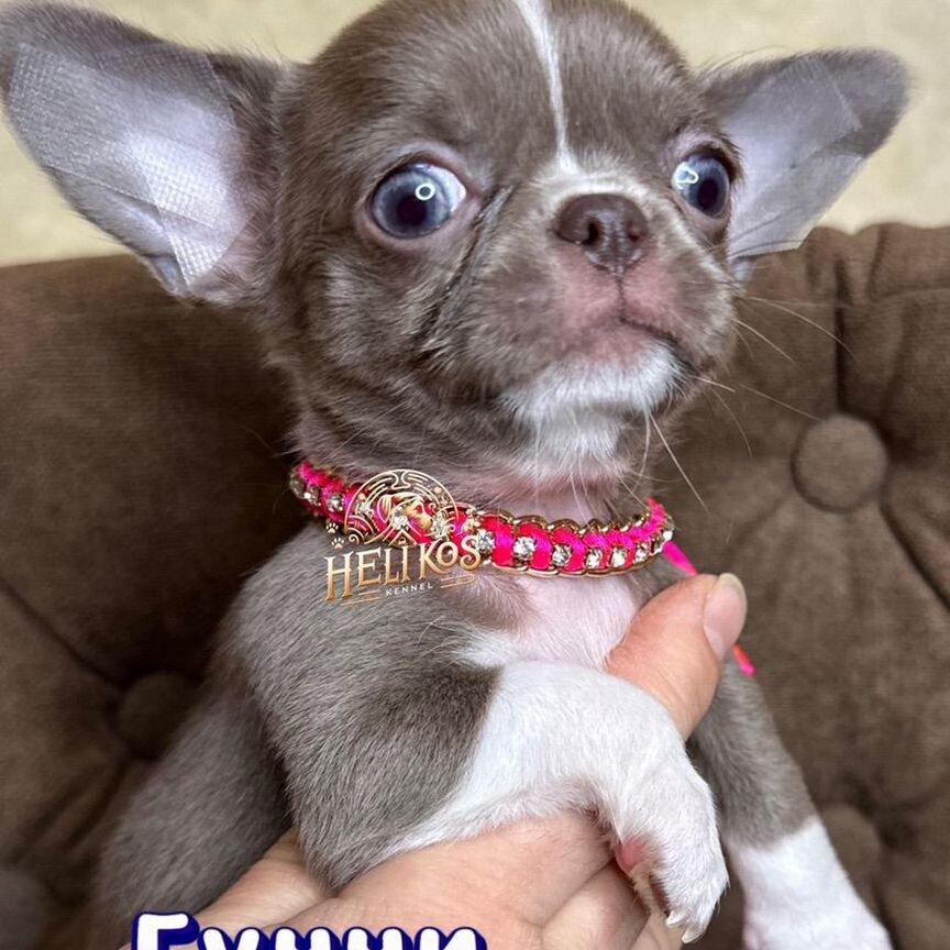 Лилово-белый малыш Гуччи