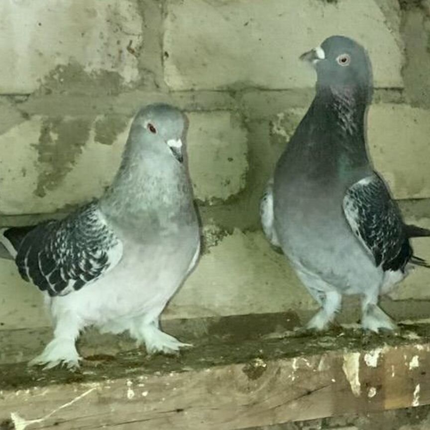 Голуби турецкие такла