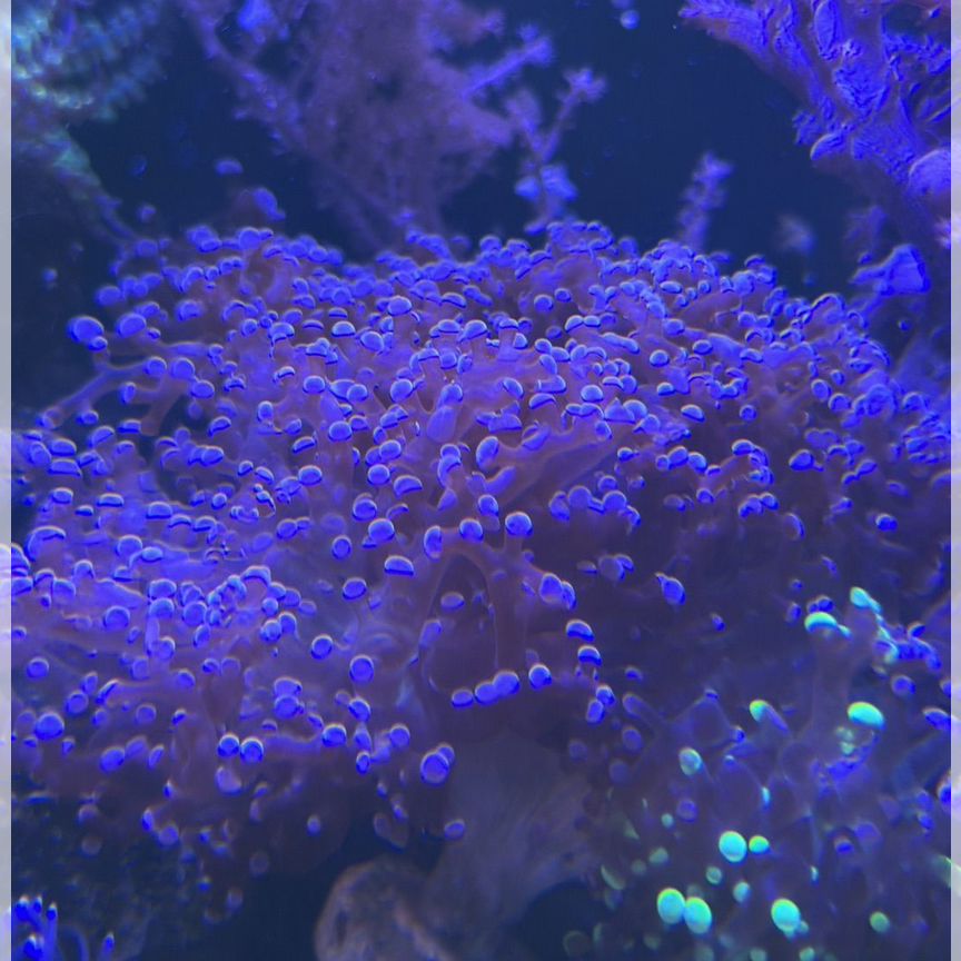 Пак кораллов в морской аквариум