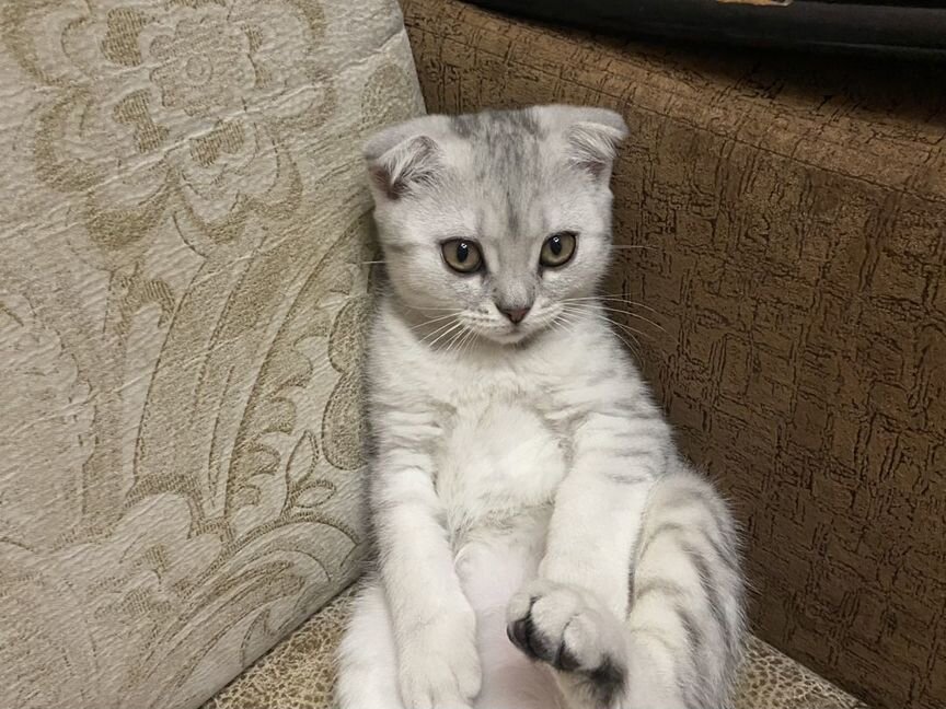 Продаётся вислоухий котёнок
