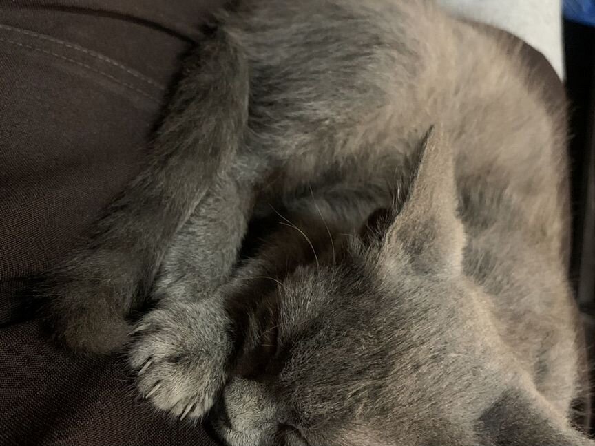 Отдам котенка в добрые руки