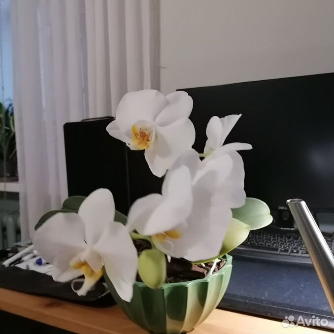 Поменяю, продам, отдам растения