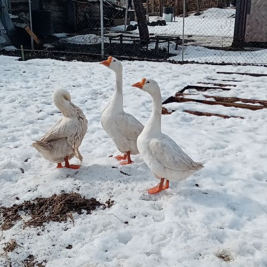 Гусь