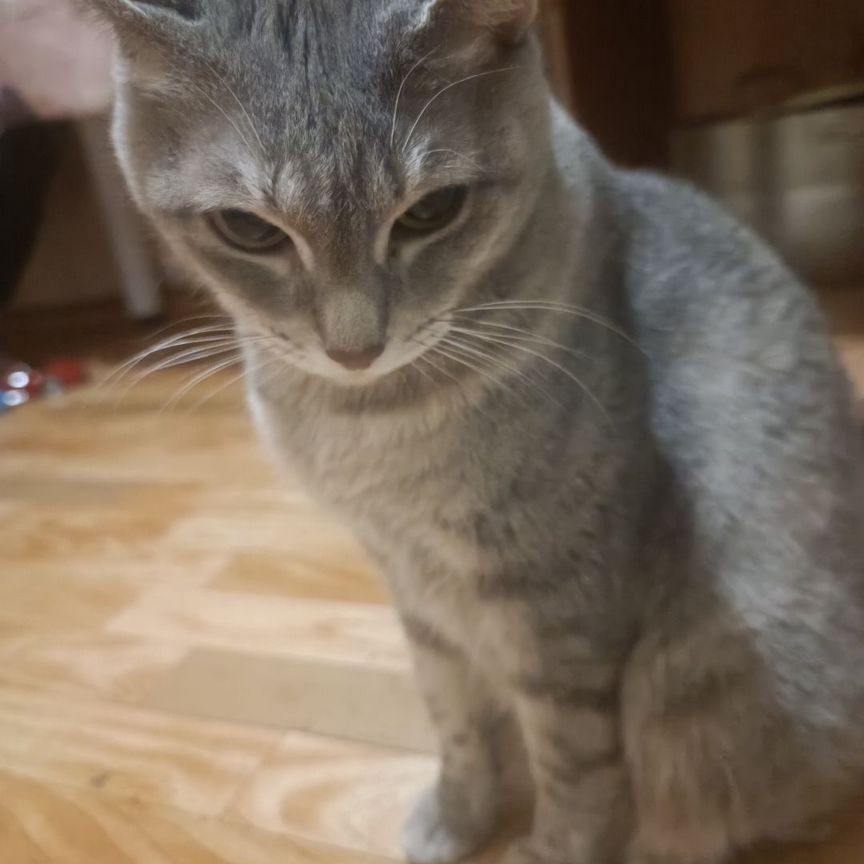 Кошечка- американский бобтейл