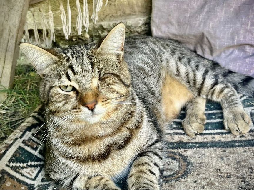 Котик без глазика