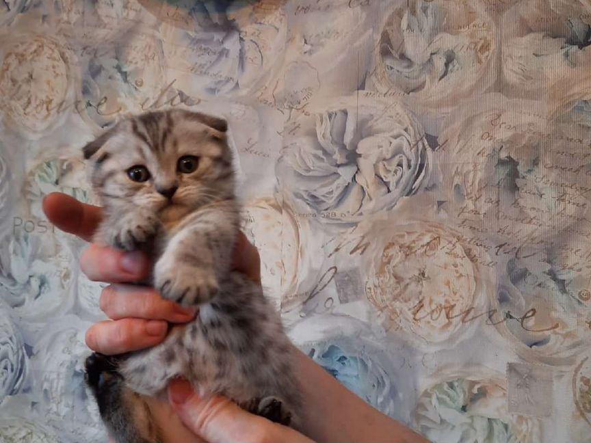 Шотландская вислоухая